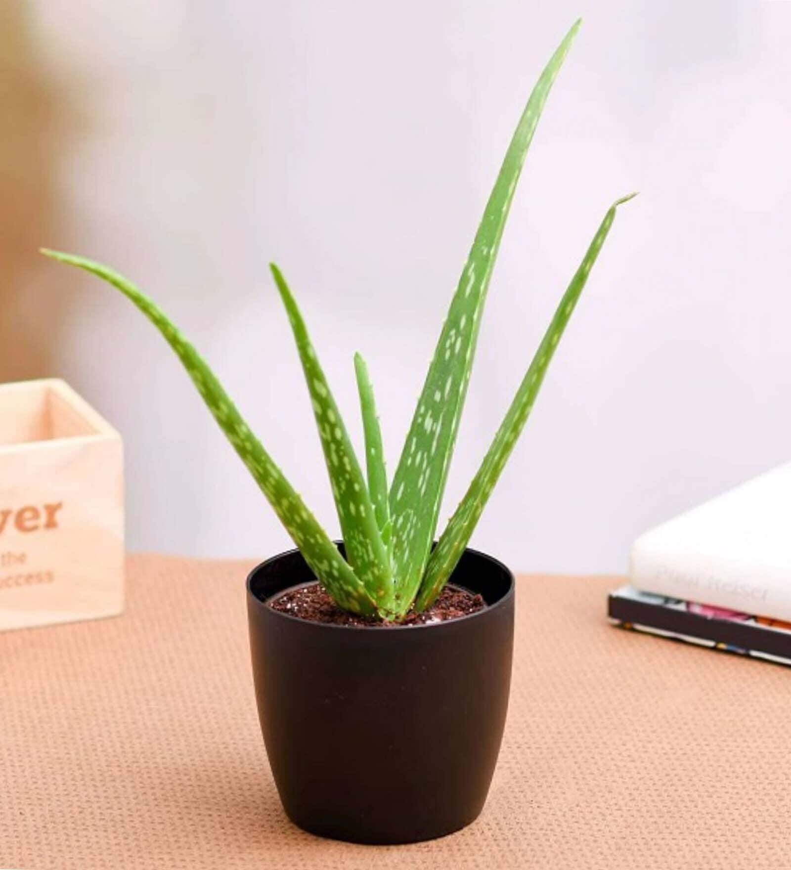 Buy Aloe Vera Succulent Natural Plant at 49% OFF by Nurserylive | Pepperfry