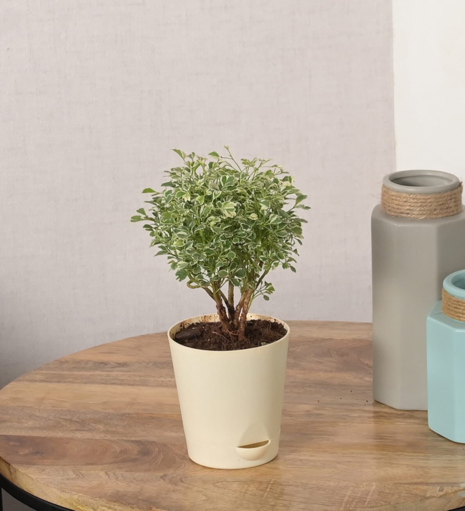 Buy Aralia Variegated Mini Natural Plant In White Self Watering Plastic ...
