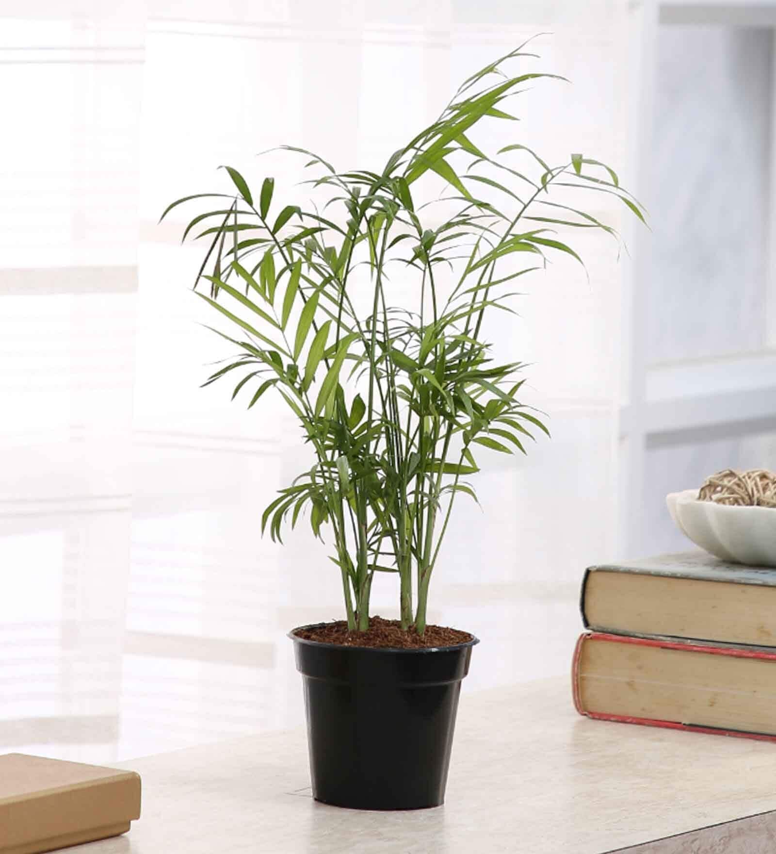 Buy Bamboo Palm Live Natural Plant Online - Indoor Plants - Natural ...
