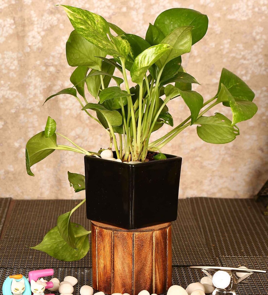 Buy Black Ceramic Square Shape Flower Pot at 42% OFF by Justoriginals ...