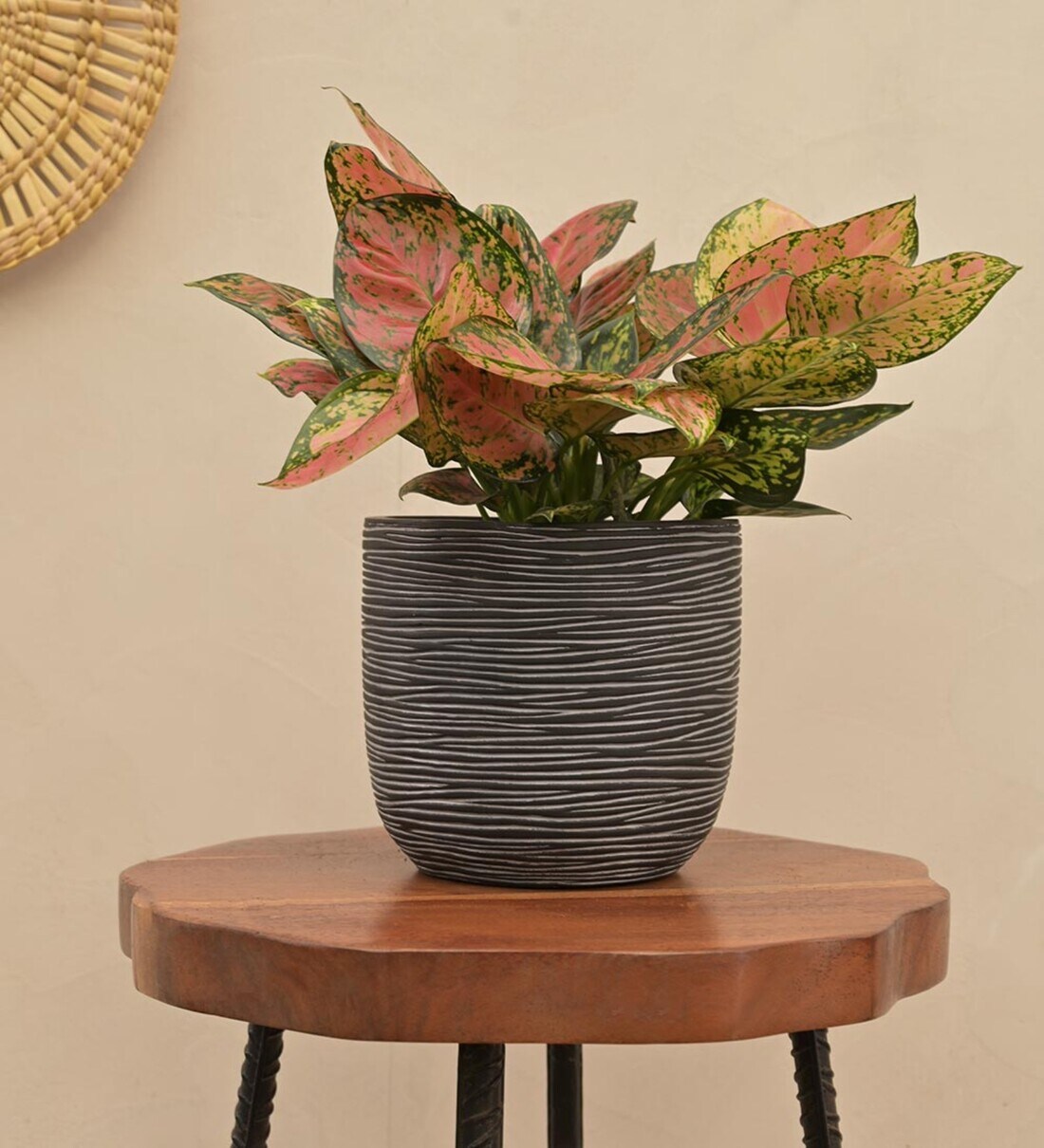 Buy Black Plastic Ball Rib Medium Desk Pot Online - Desk Pots - Pots ...