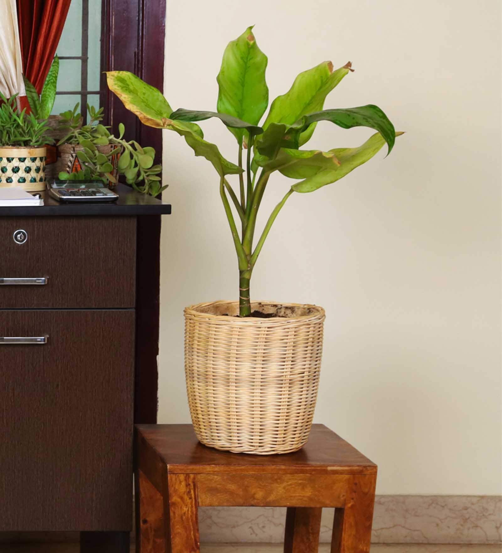 Buy Brown Reed Woven Floor Planter at 9% OFF by Trellis Bliss | Pepperfry