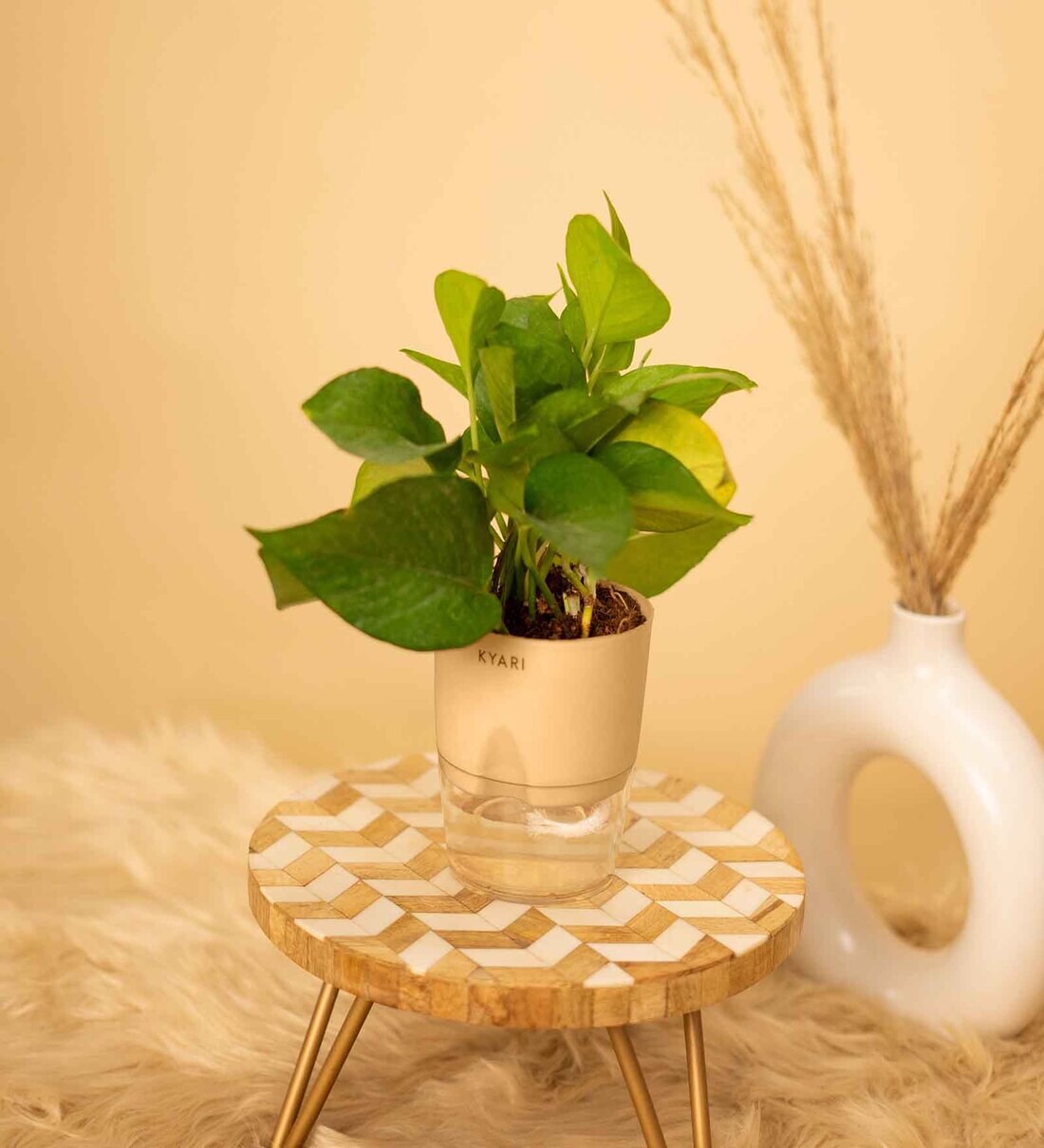 Buy Money Variegated Natural Plant With Cream Pot by Kyari at 54% OFF ...