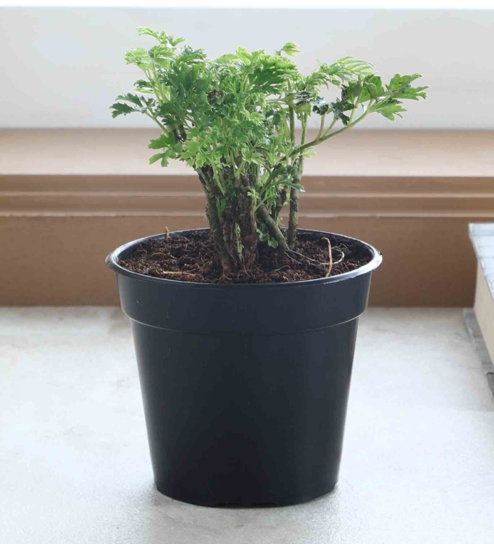 Buy Green Aralia Natural Plant by Root Bridges at 46% OFF by Root ...