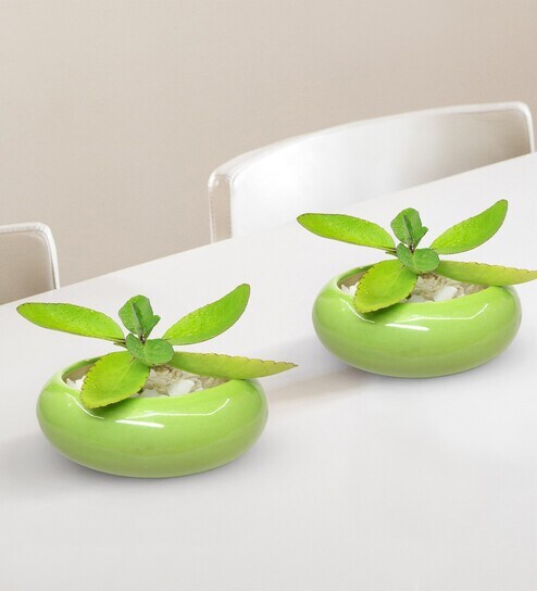 Desk Pot: Buy Desk Planter Online at Best Price - Pepperfry