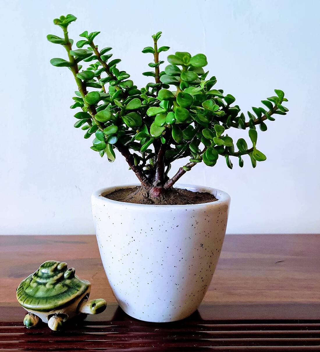 Buy Jade Plants With White Pot By Abana Homes at 39% OFF by Abana Homes ...