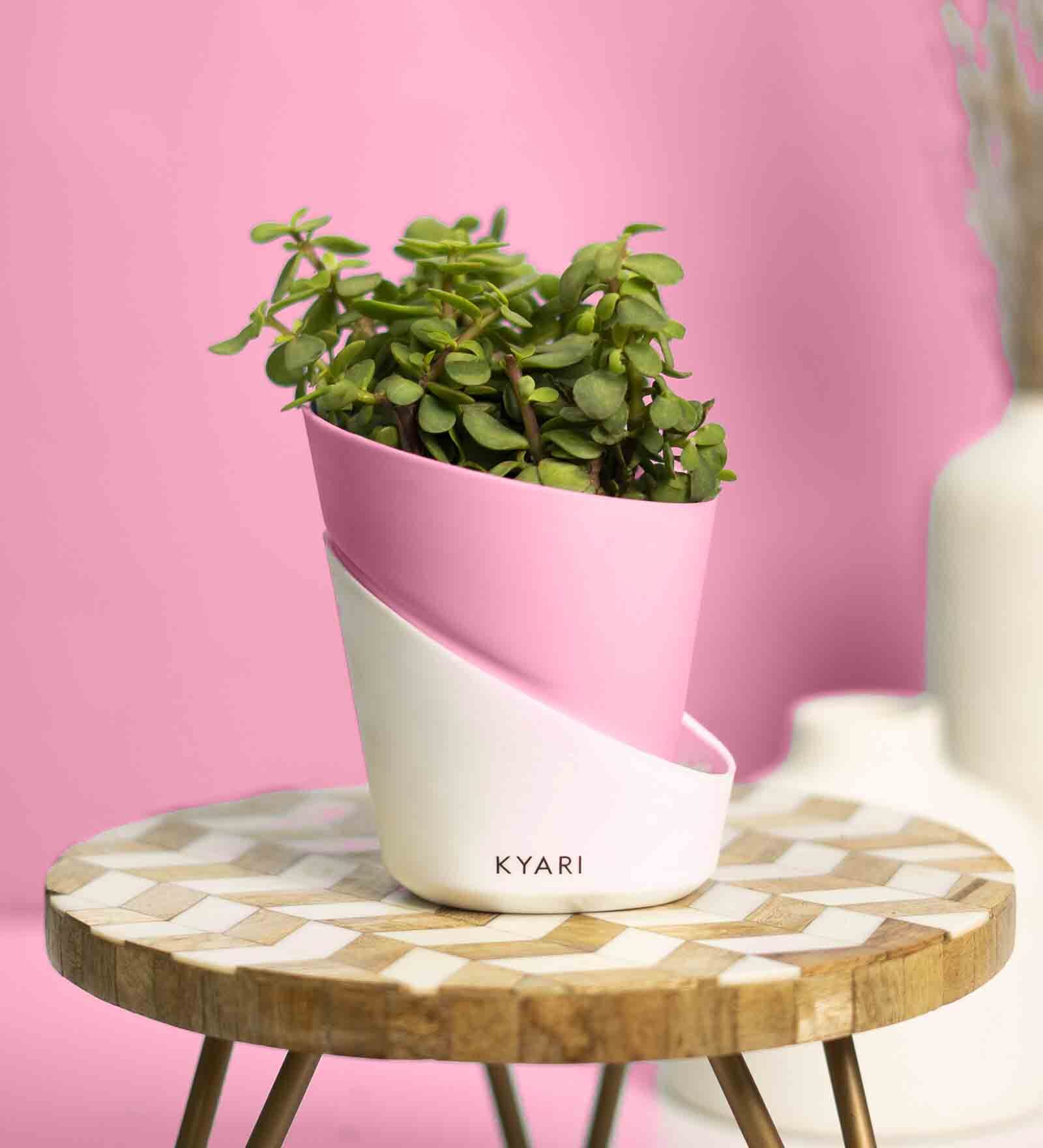 Buy Jade Small Natural Plant with High Quality Plastic Pot by Kyari at ...
