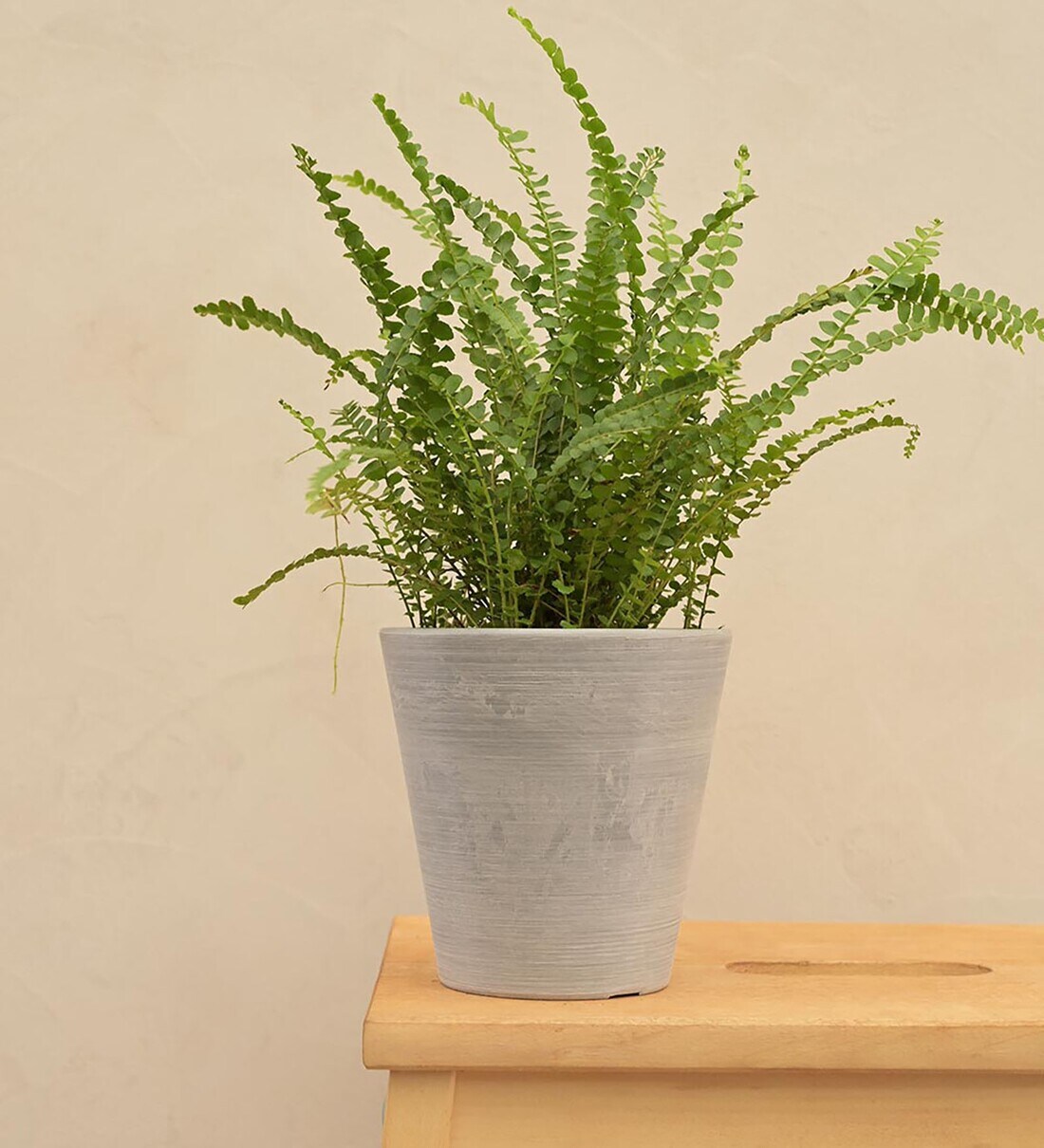 Buy Light Grey Plastic Venice Small Desk Pot at 30% OFF by Ugaoo ...