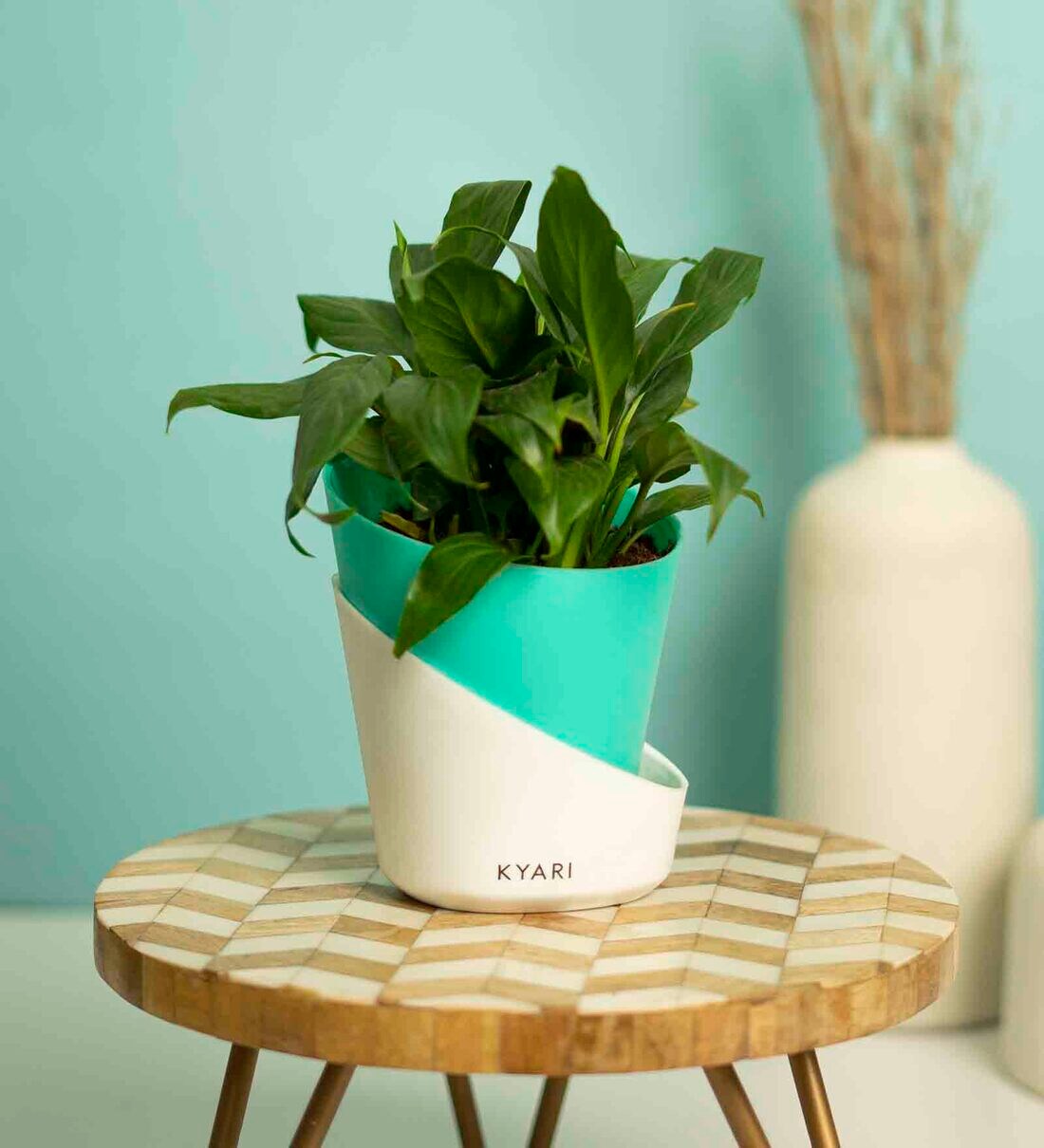 Buy Peace Lily Small Natural Plant with High Quality Plastic Pot by ...
