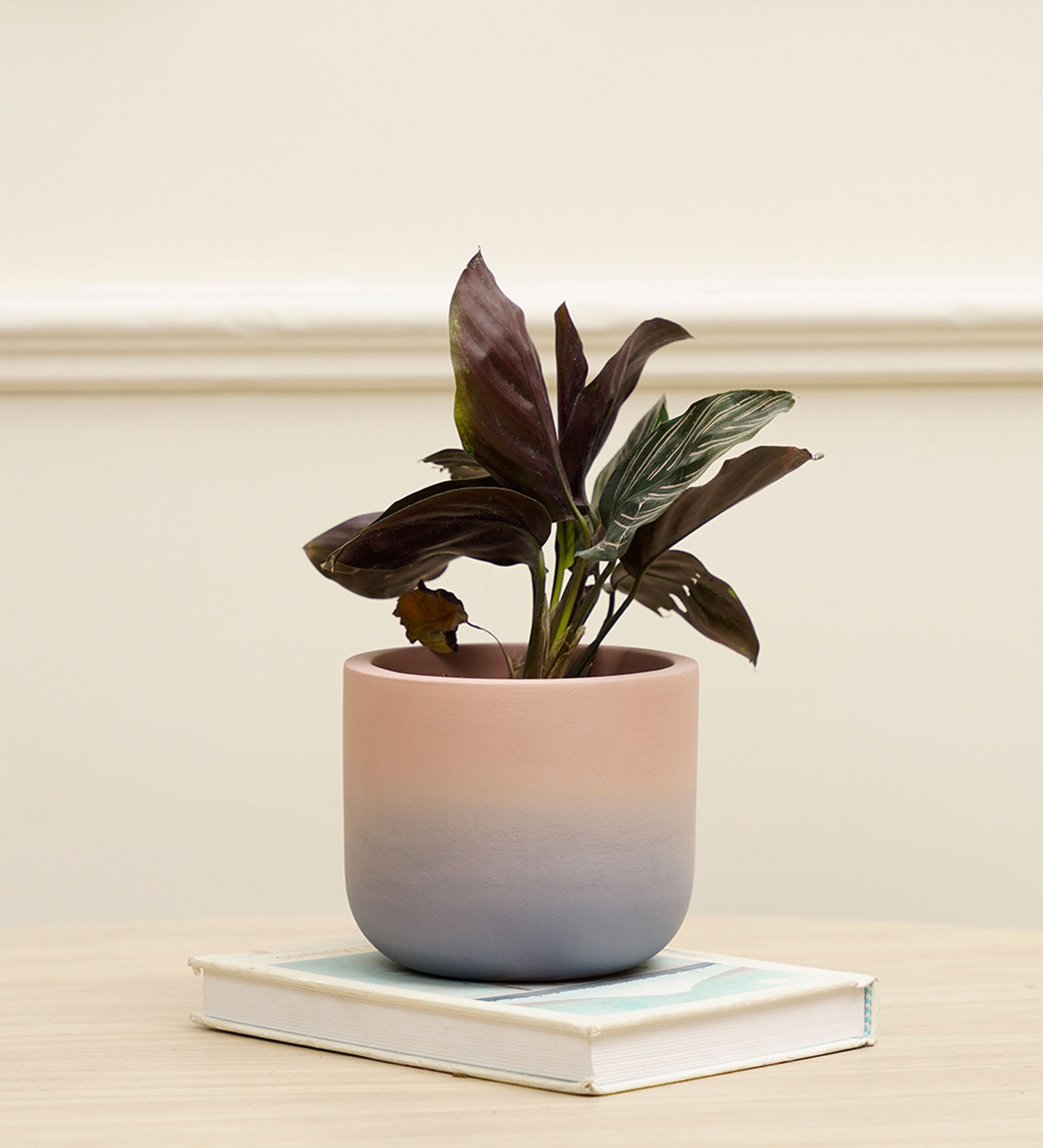 Buy Smoky Purple Terracotta Desk Pot by Purezento at 50% OFF by ...